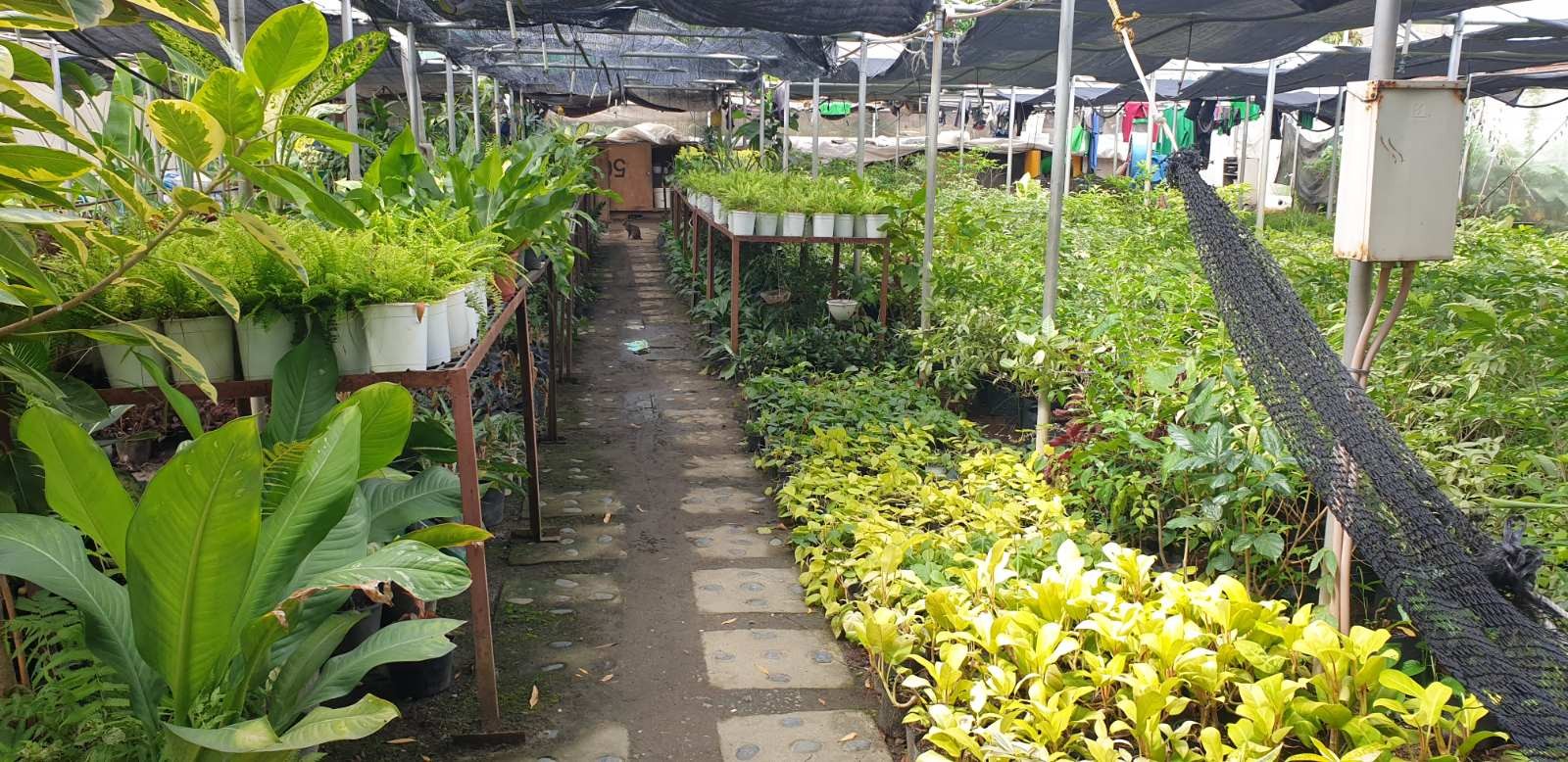 Protecting the Environment | Bloomberry Resorts Corporation